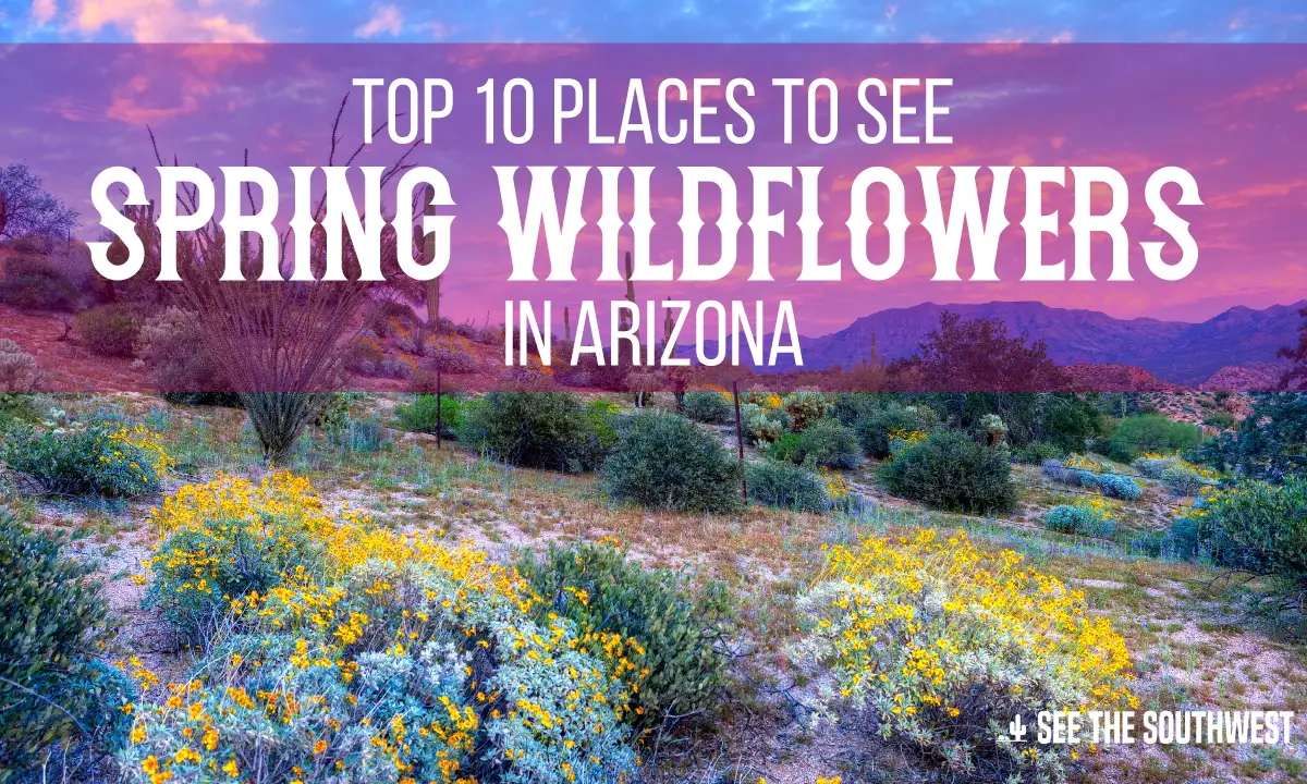 Top 10 Places to See Spring Wildflowers in Arizona | See The Southwest Top 10 Places to See Spring Wildflowers in Arizona | See The Southwest